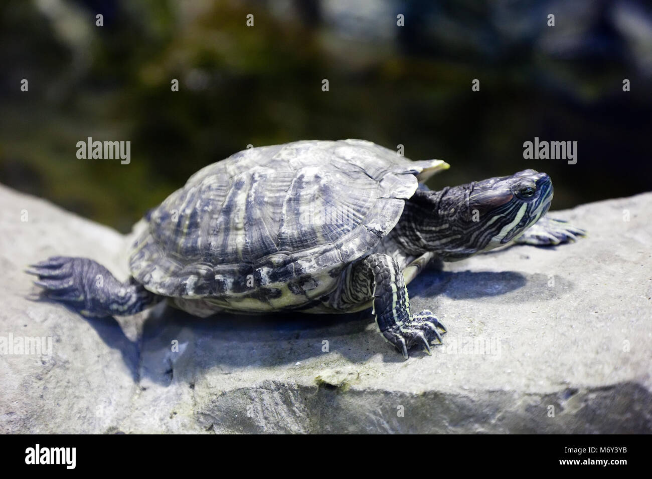 Common slider hi-res stock photography and images - Alamy