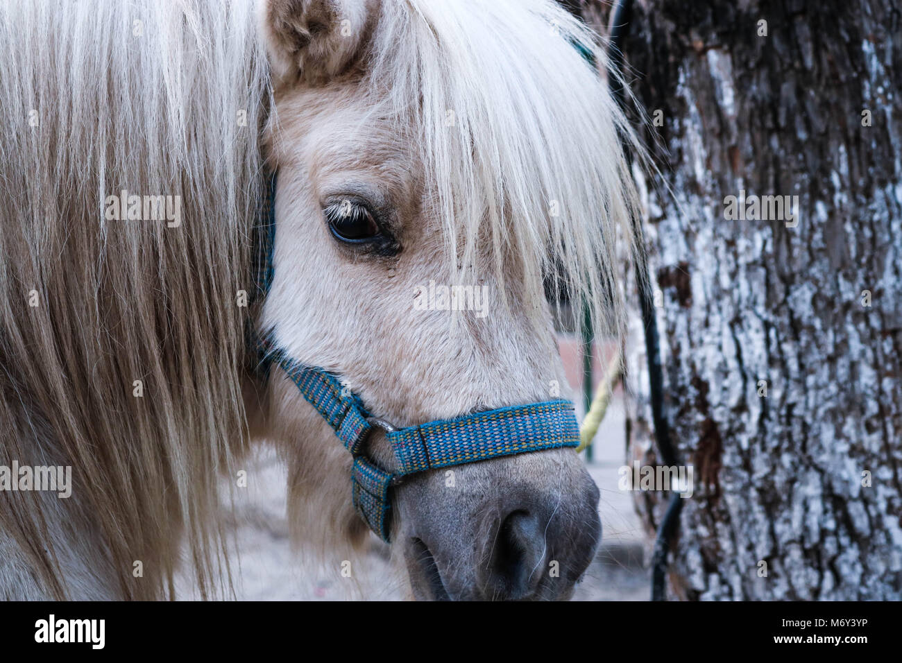 Palomino shetland pony hi-res stock photography and images - Alamy
