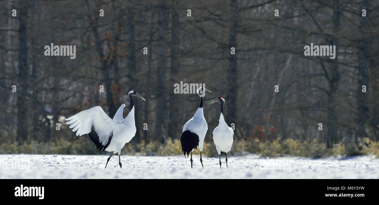 Dancing Cranes. The red-crowned crane, also called the Japanese crane ...
