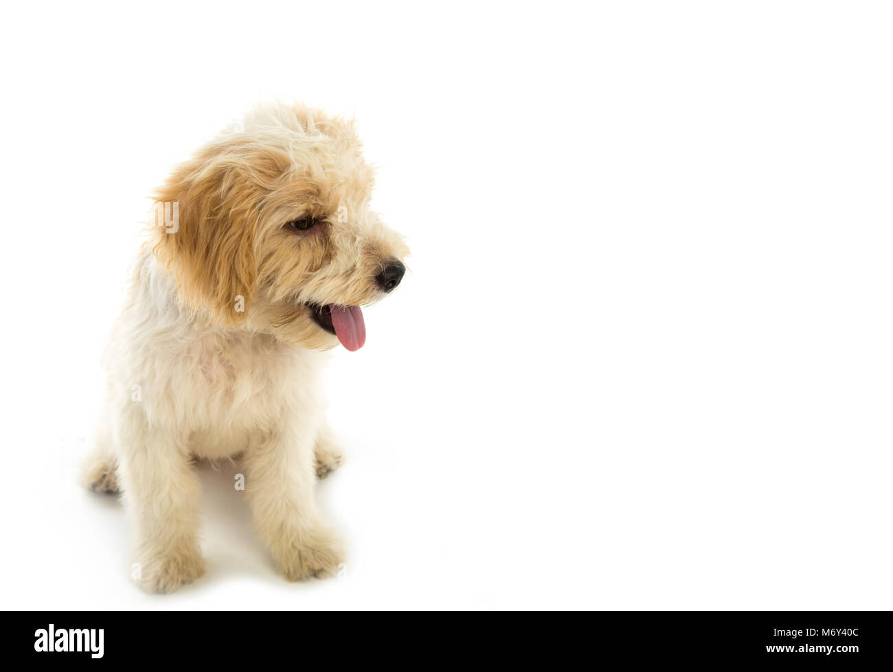 Puppy dog isolated on white background Stock Photo - Alamy