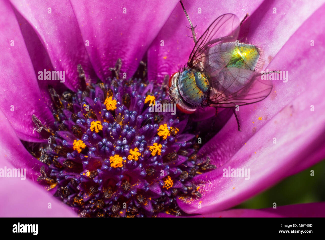 Green fly looking for nectar in a daisy Stock Photo - Alamy
