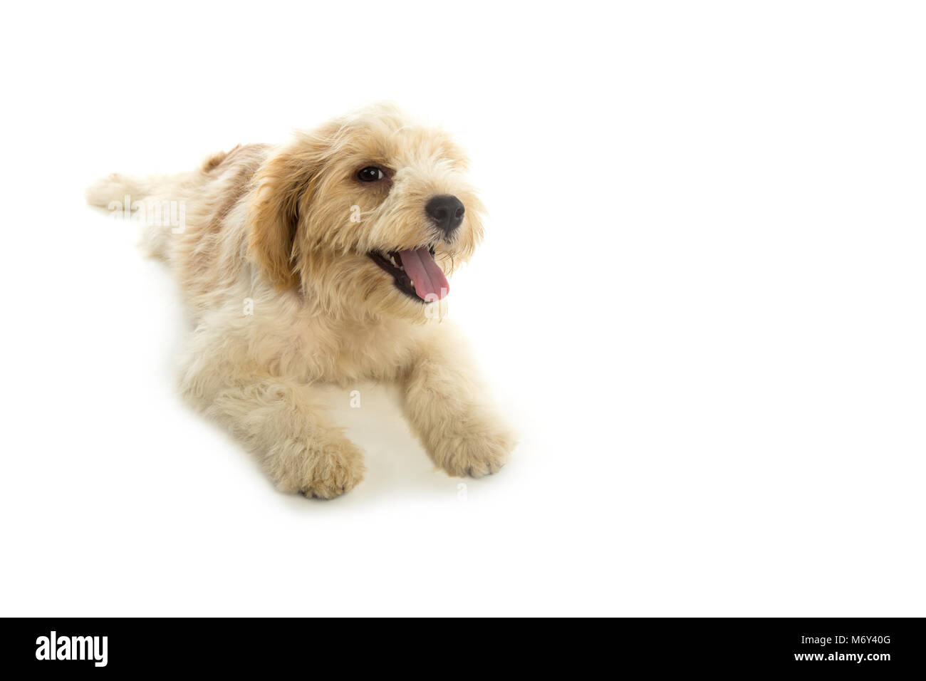 Puppy dog isolated on white background Stock Photo - Alamy