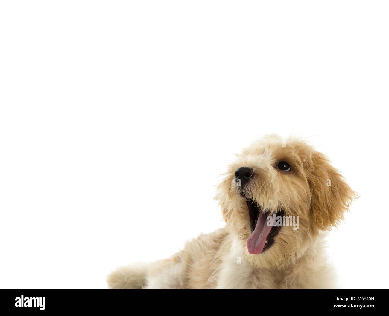 Puppy dog isolated on white background Stock Photo - Alamy