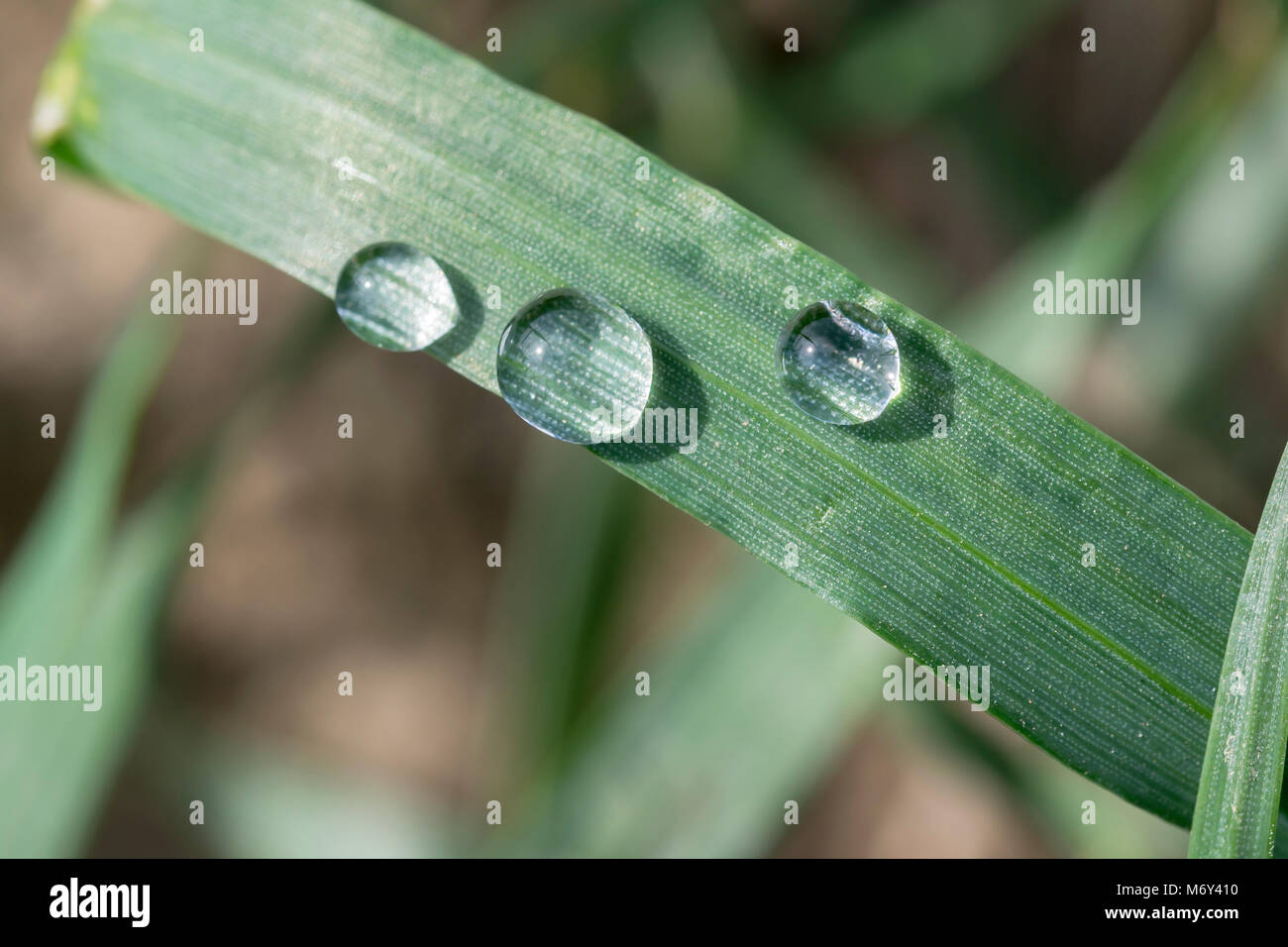 Three drops of water on a leaf Stock Photo - Alamy