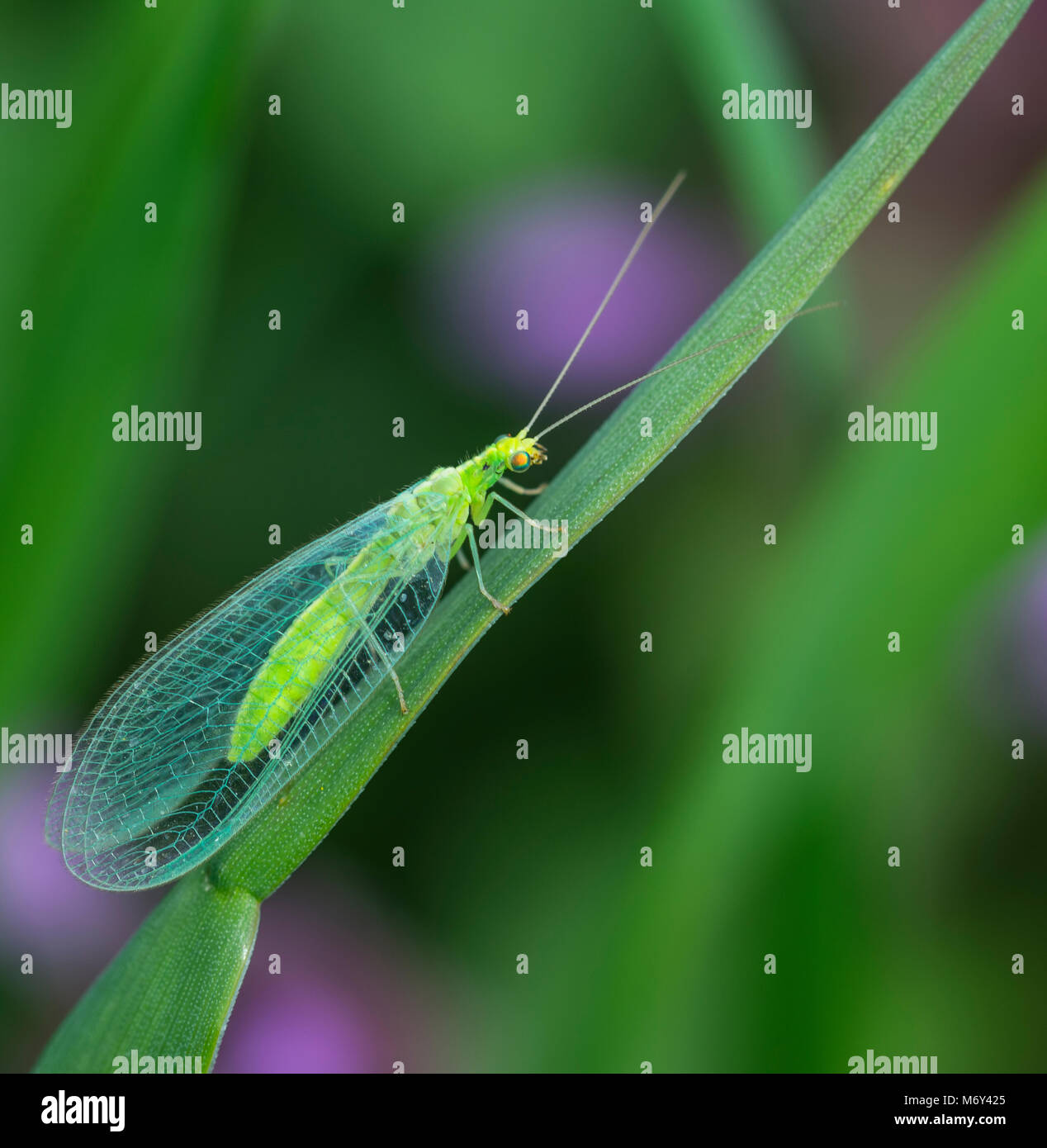 Golden eye lacewing bug hi-res stock photography and images - Alamy