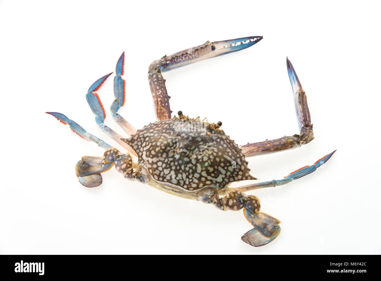 Raw crab isolated on white background Stock Photo - Alamy
