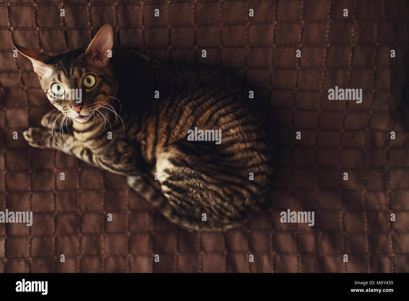 Scared stripped cat lies on a brown carpet Stock Photo - Alamy