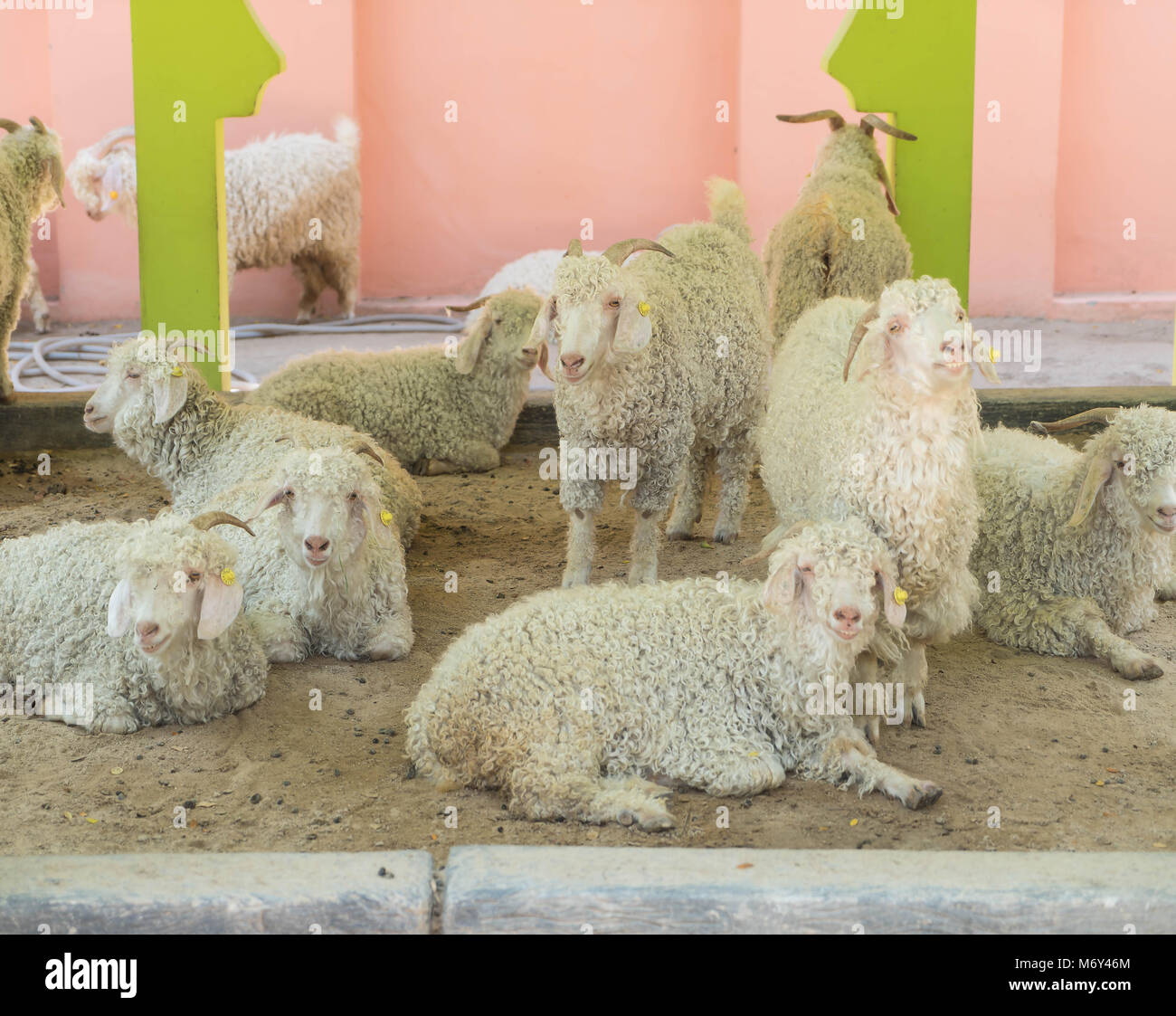 Sheep in farm morocco hi-res stock photography and images - Alamy