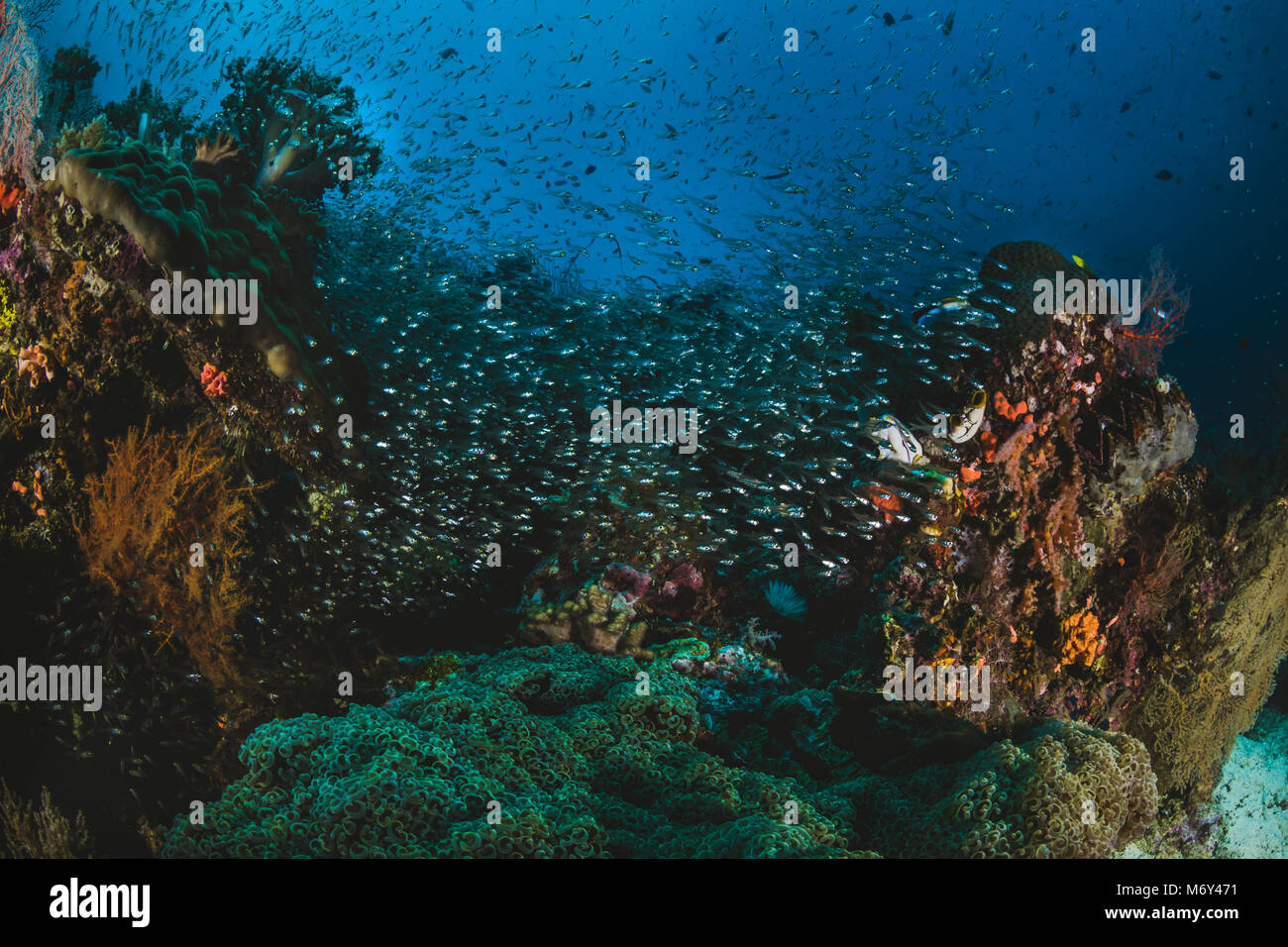 shoal of tropical fish in their ecosystem Stock Photo - Alamy