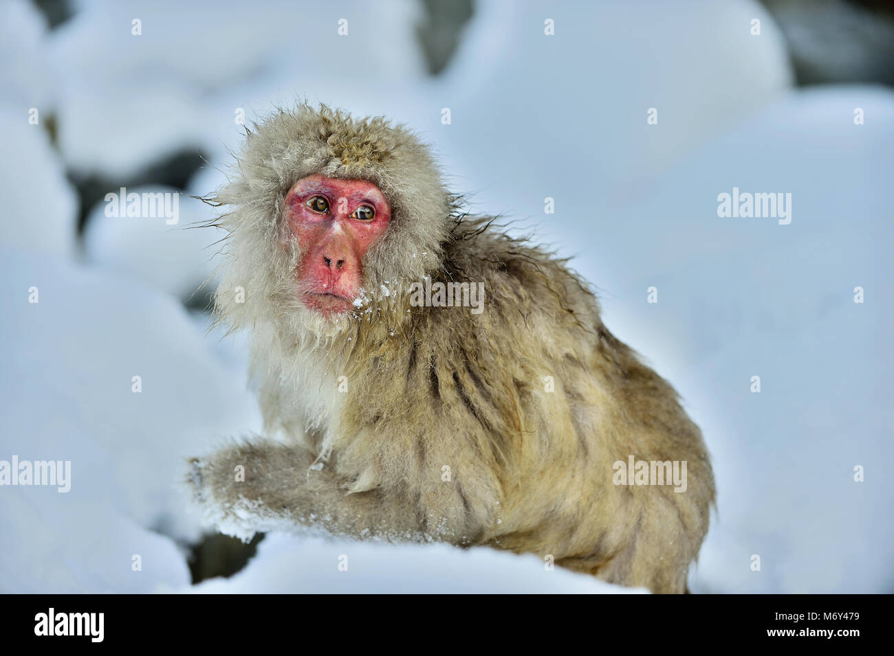 Snow monkey in snow. Winter season. The Japanese macaque ( Scientific ...