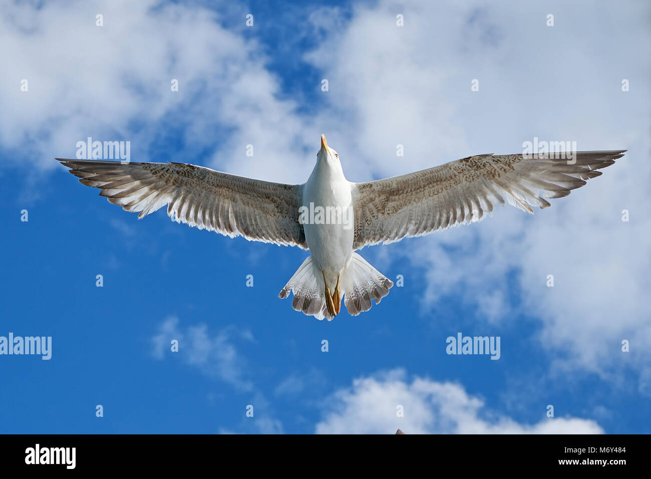 Spread wings photos hi-res stock photography and images - Alamy