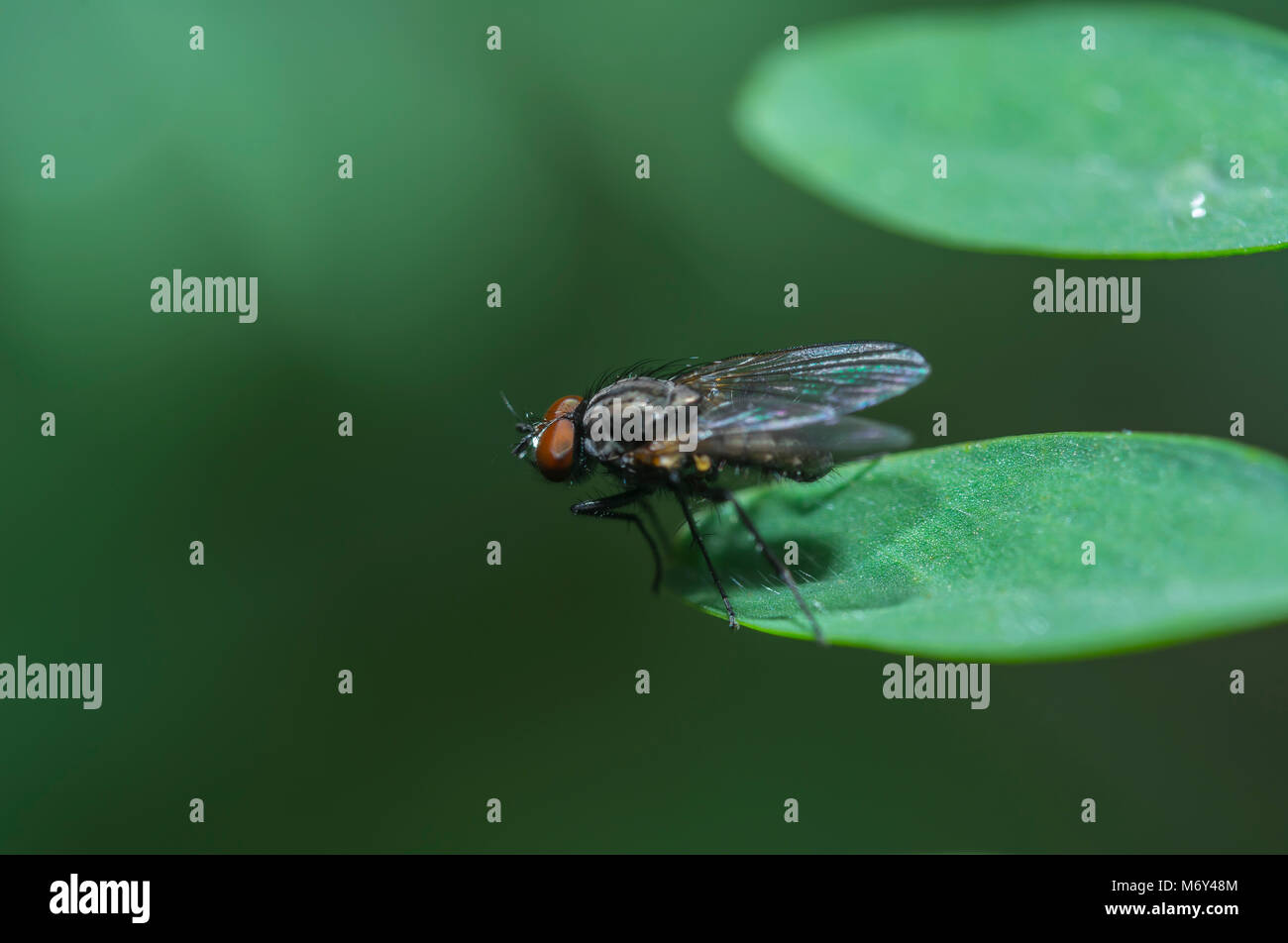 Closeup fly on leaf Stock Photo - Alamy