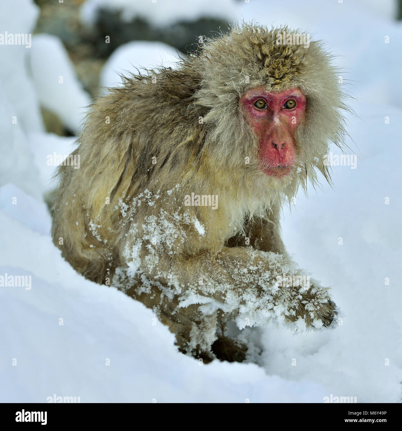 Snow monkey in snow. Winter season. The Japanese macaque ( Scientific ...