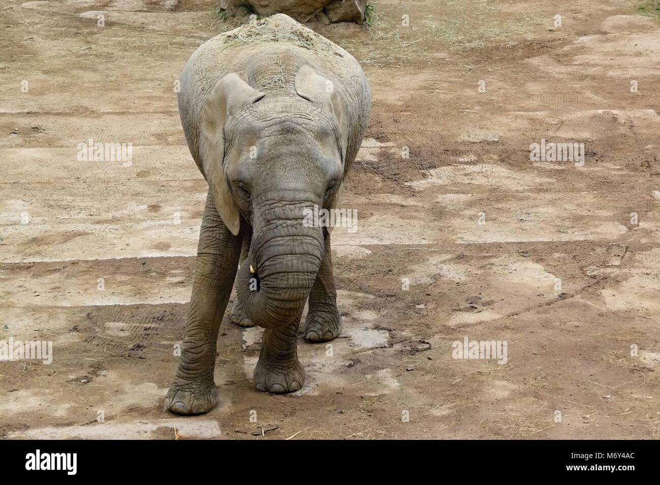 Small elephant in zoo Stock Photo - Alamy