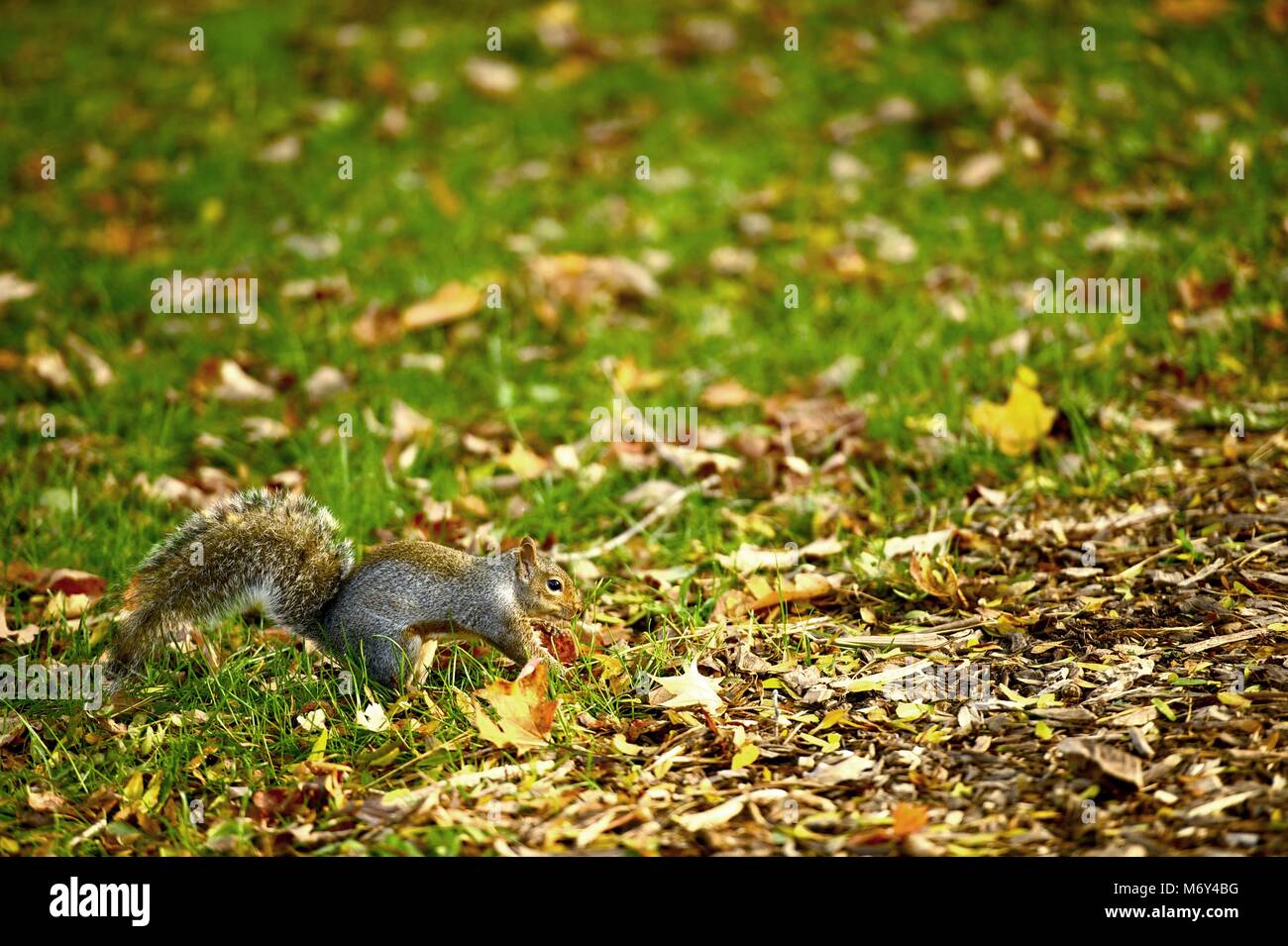 Medium sized rodents hi-res stock photography and images - Alamy