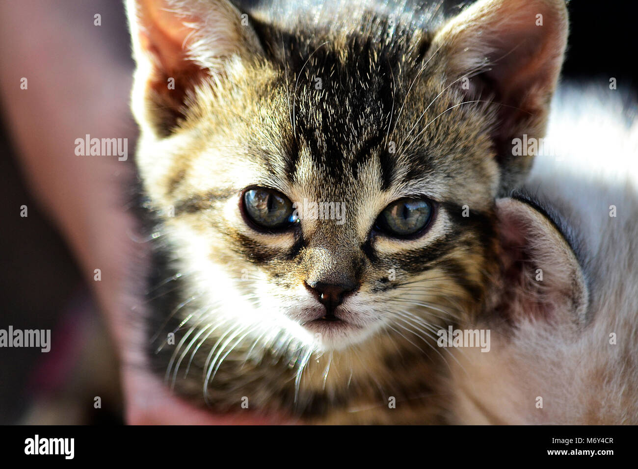 Sweet kitty hi-res stock photography and images - Alamy