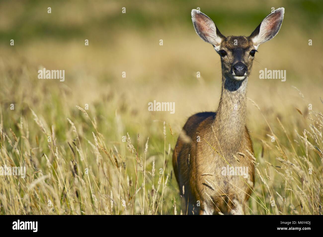 Elk Between Grasses of Redwood Forest in Northern California, USA ...