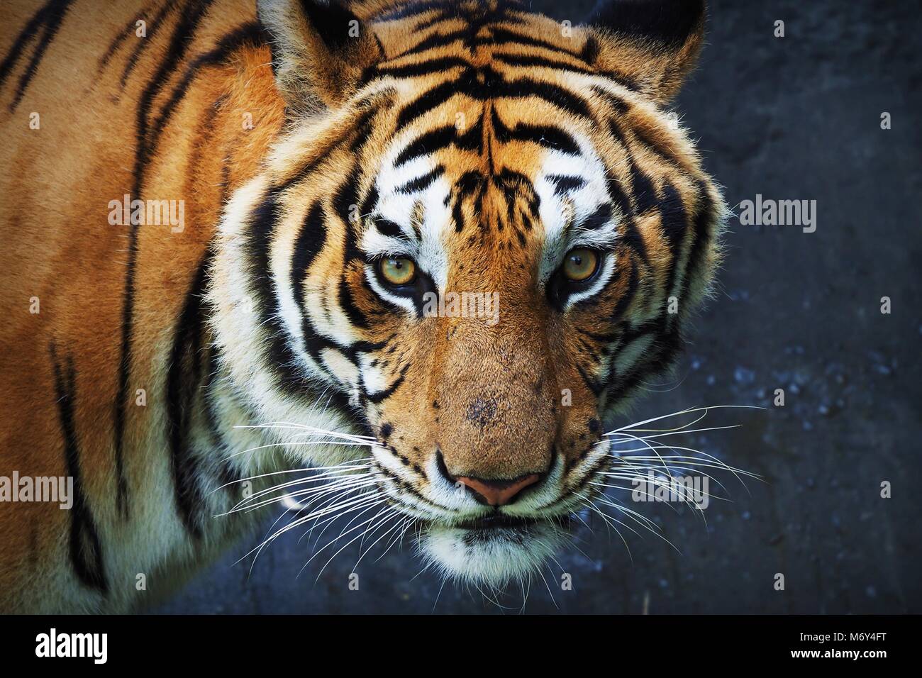 Tiger, portrait of a tiger Stock Photo - Alamy