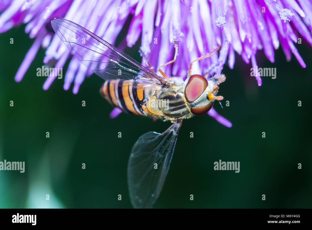 Flower flies harmless flies and valuable pollinators Stock Photo - Alamy