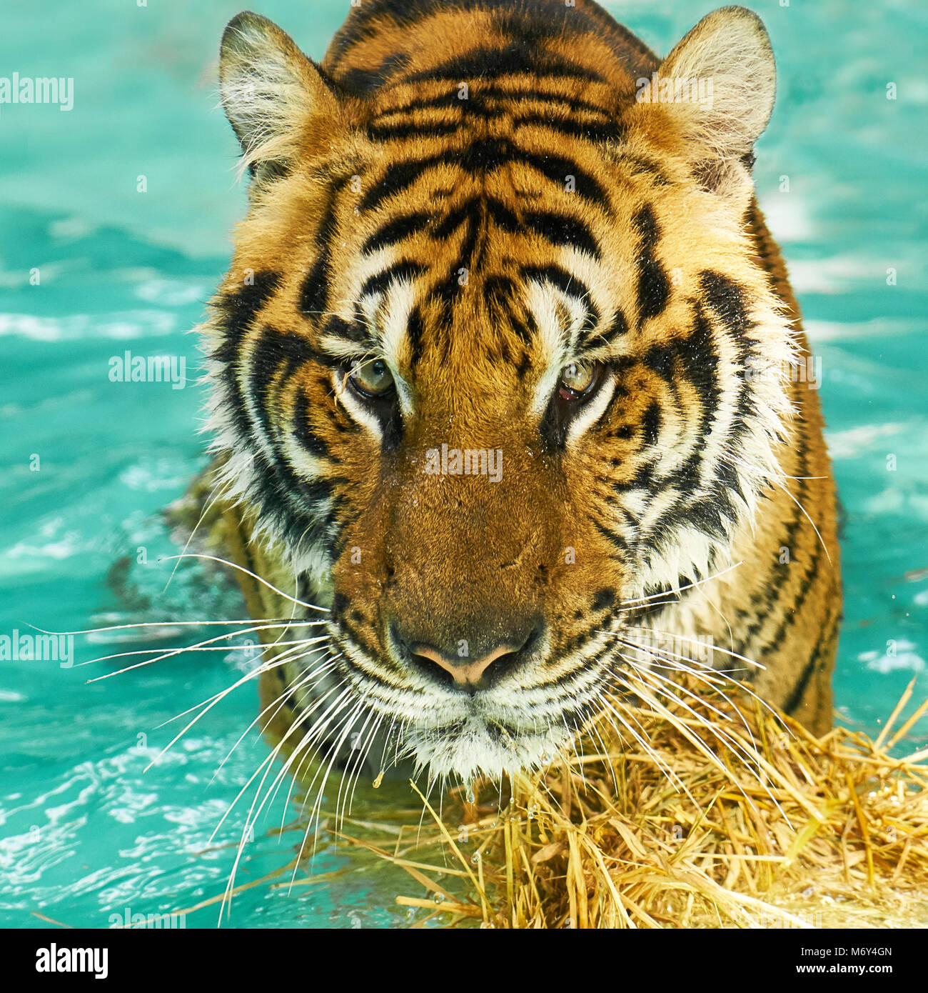 Brown tiger image hi-res stock photography and images - Alamy