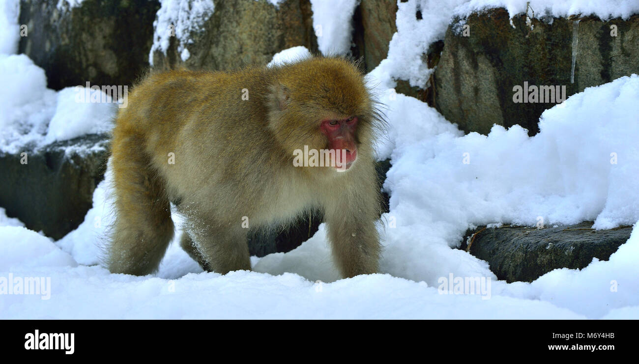 Snow monkey in snow. Winter season. The Japanese macaque ( Scientific ...