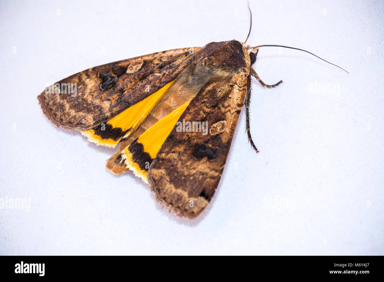 Night moth isolated on white background, night butterfly Stock Photo ...
