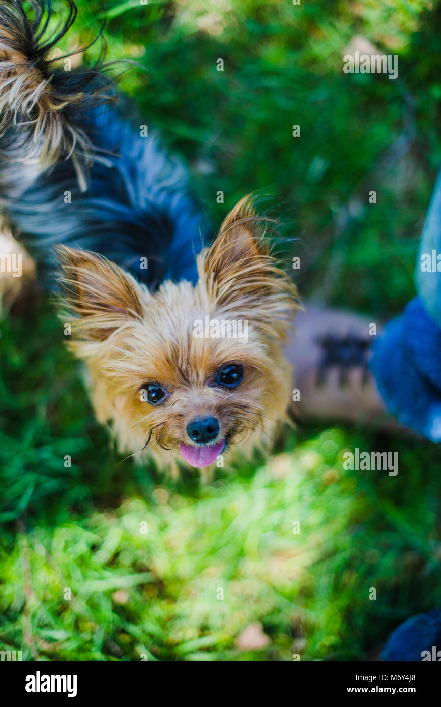 Top view of cute dog Stock Photo - Alamy