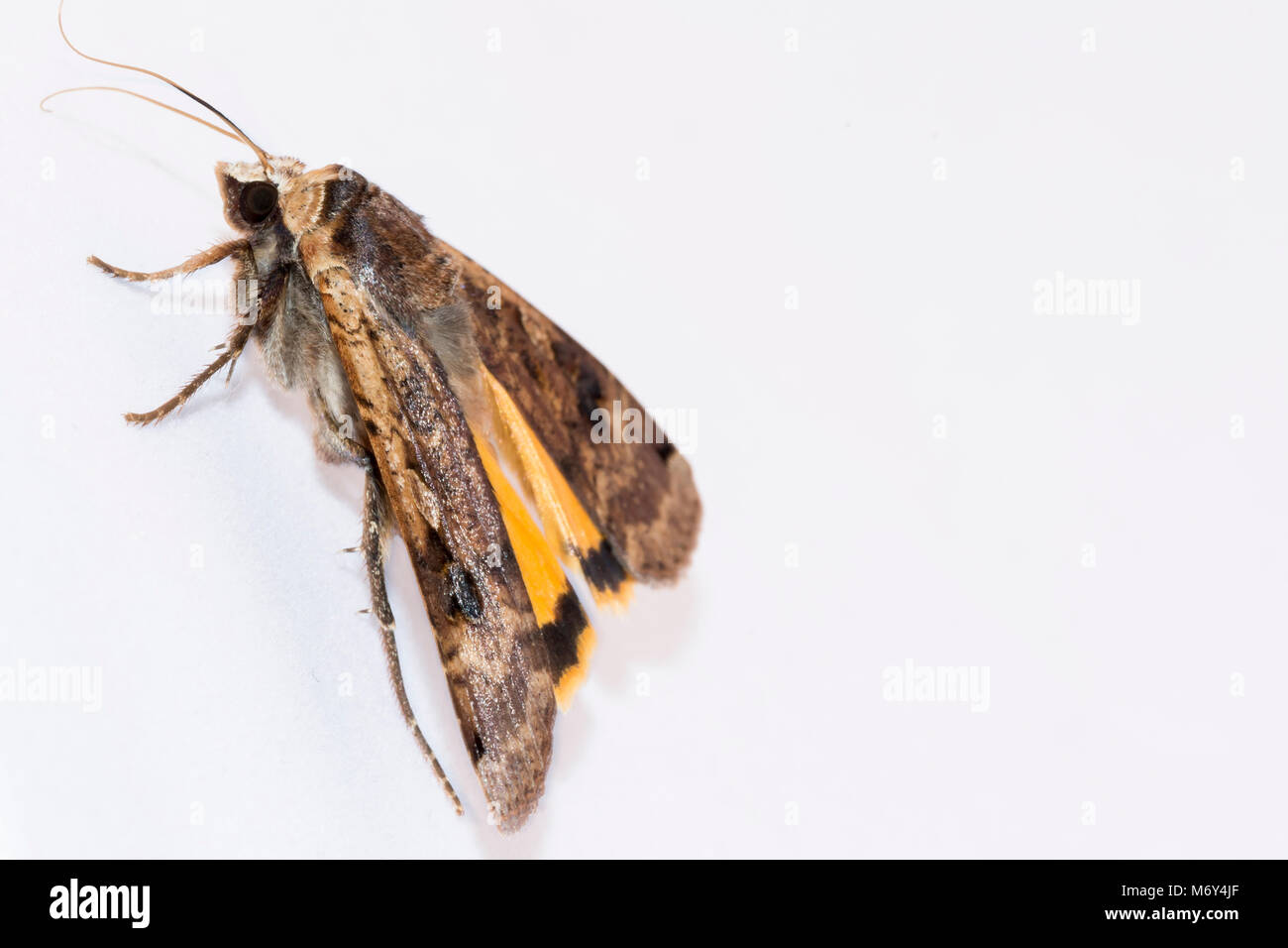 Night moth isolated on white background, night butterfly Stock Photo ...