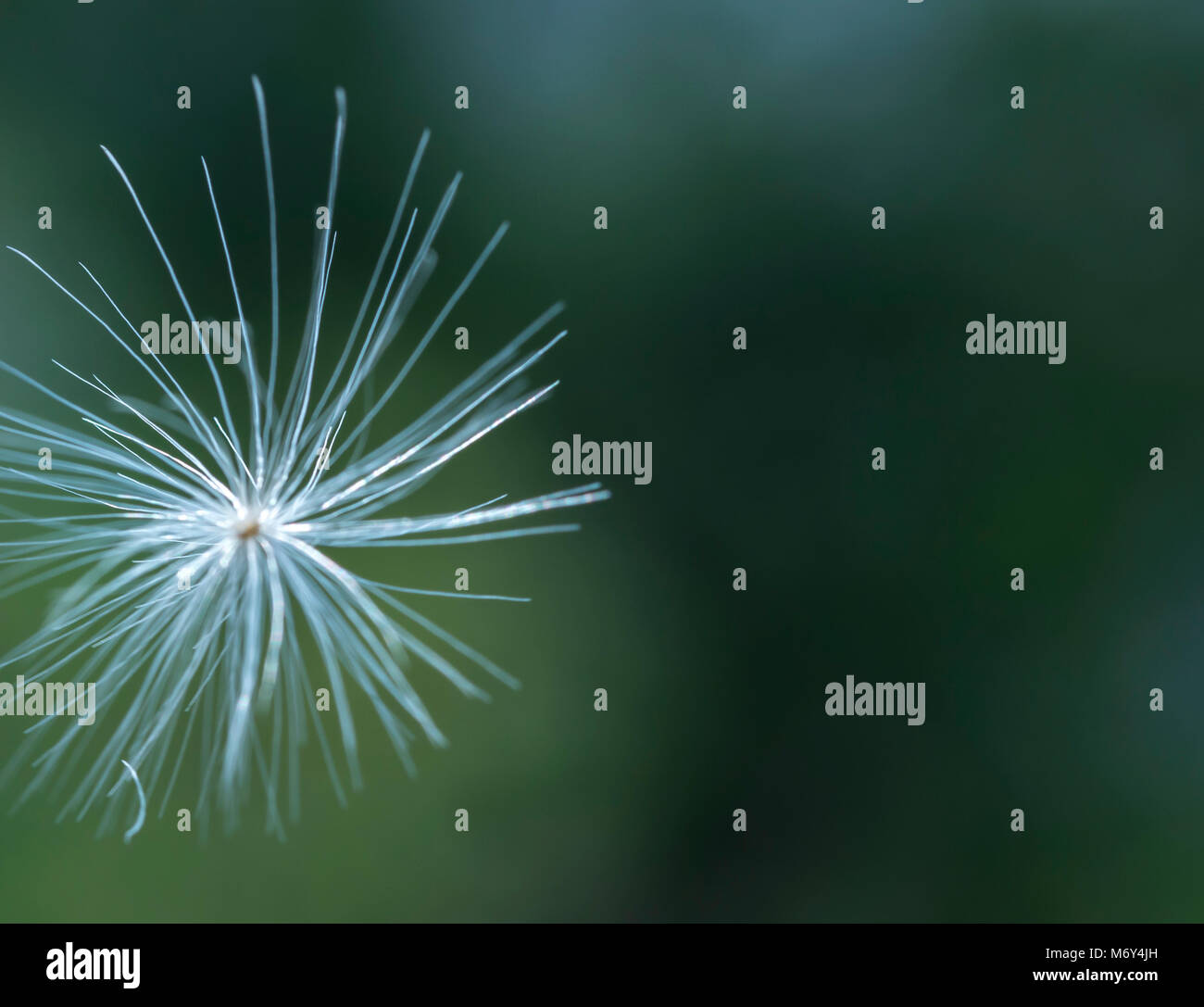 Closeup flying seeds Stock Photo - Alamy