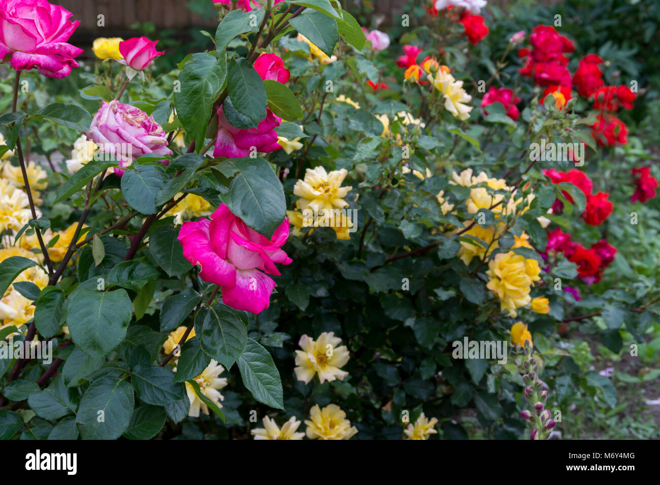 Many colors roses hi-res stock photography and images - Alamy