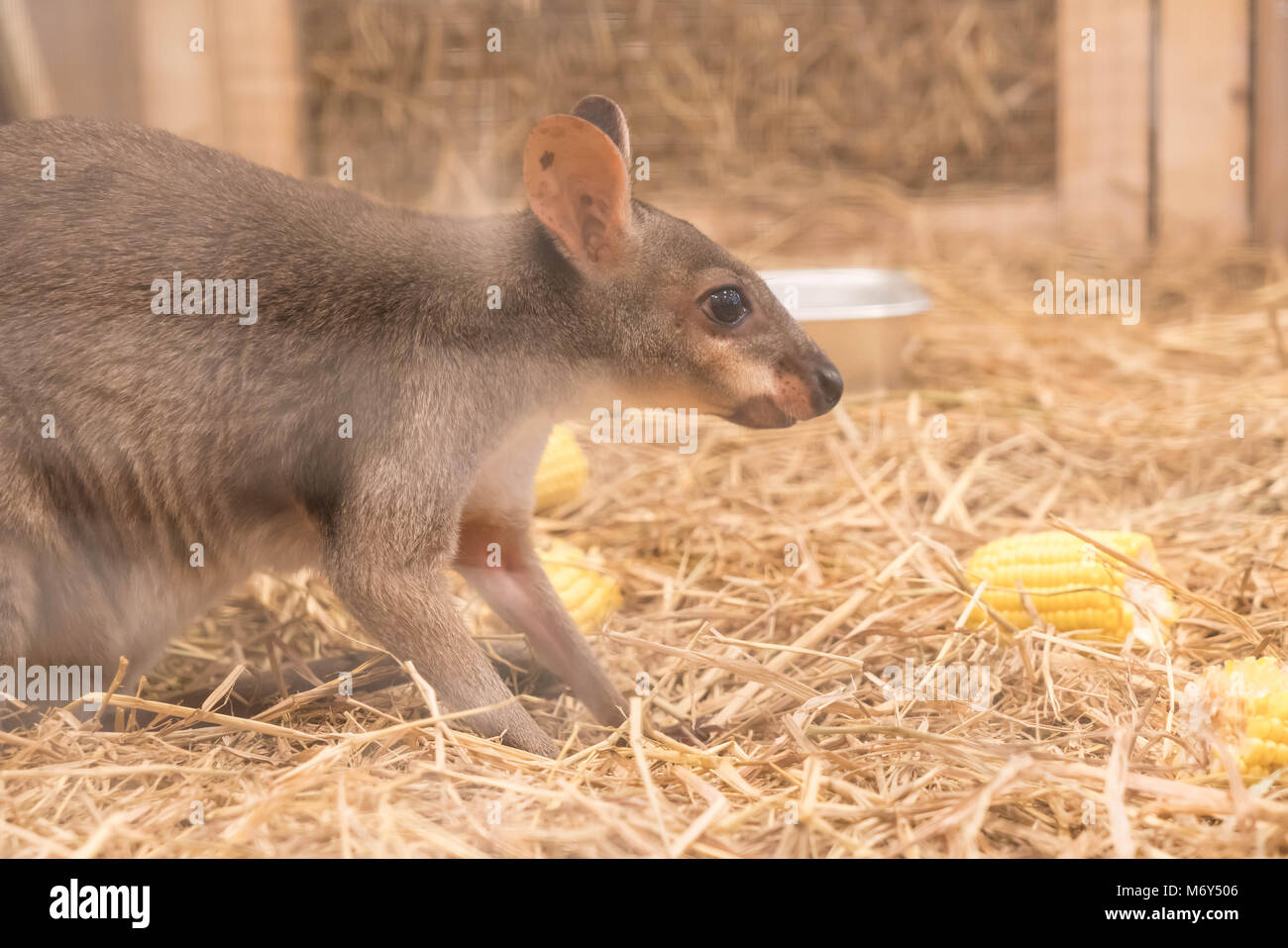 Mini kangaroo hi-res stock photography and images - Alamy