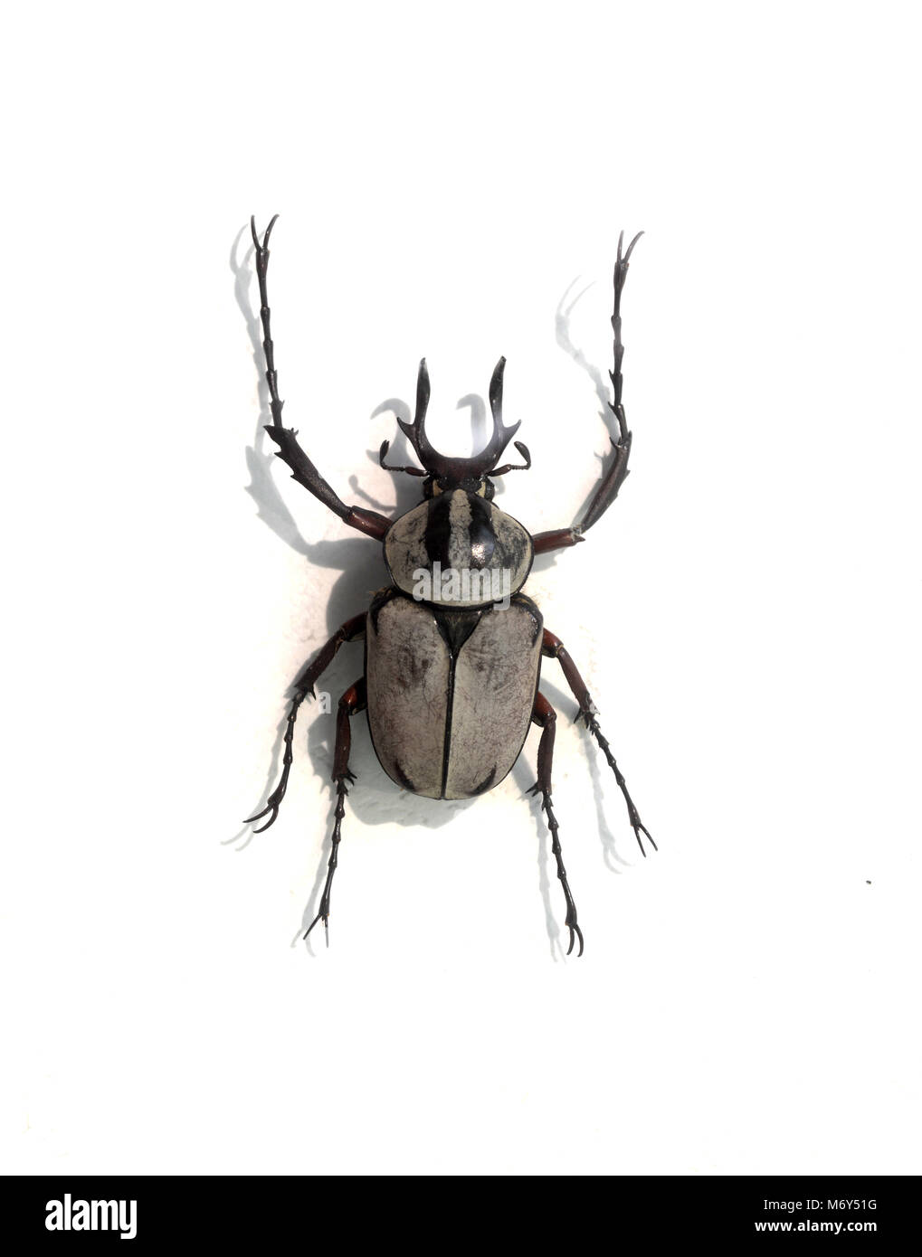 Palm Beetles Stock Photos & Palm Beetles Stock Images - Alamy