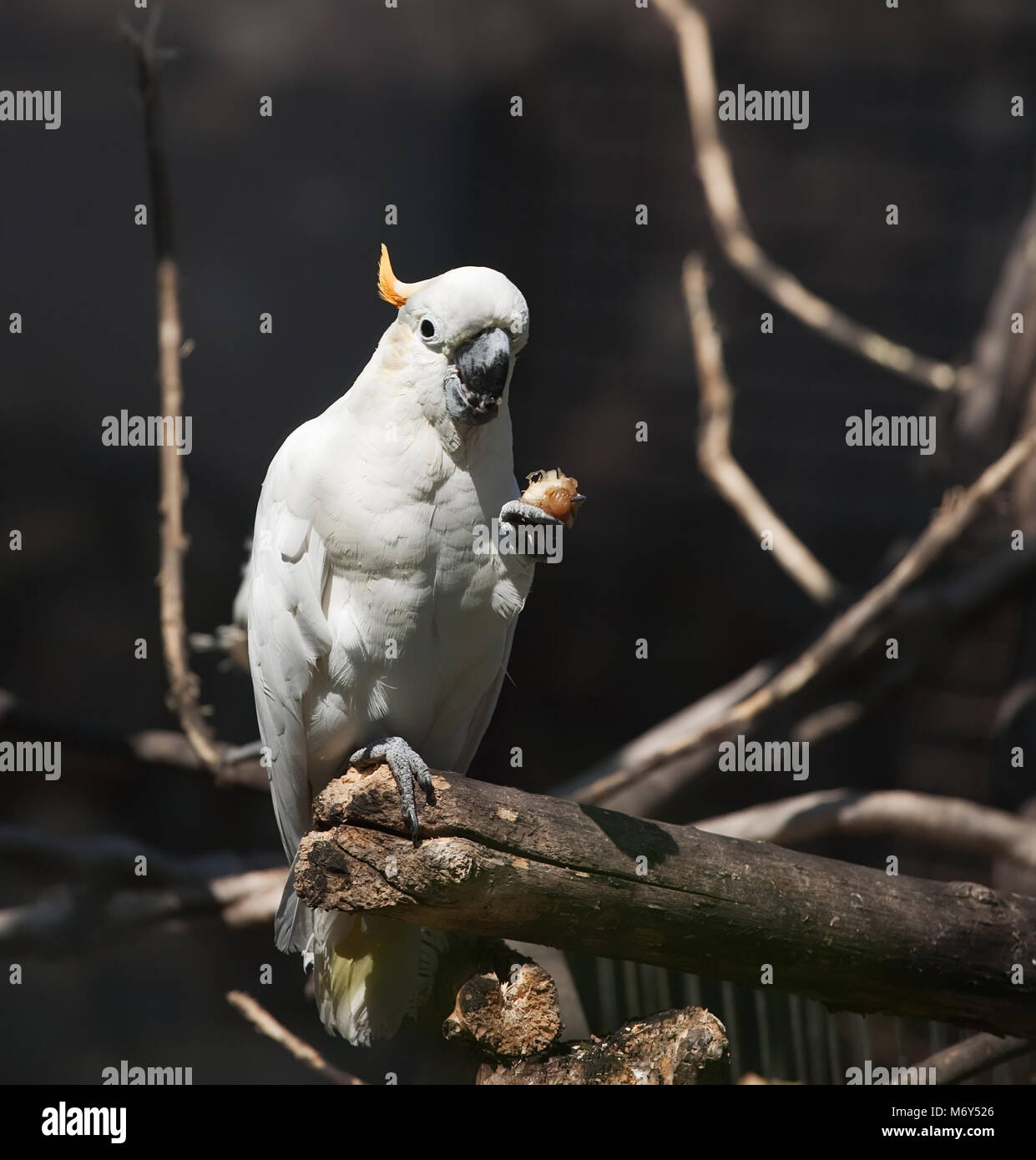 One white cockatoo. One of them eating Stock Photo - Alamy