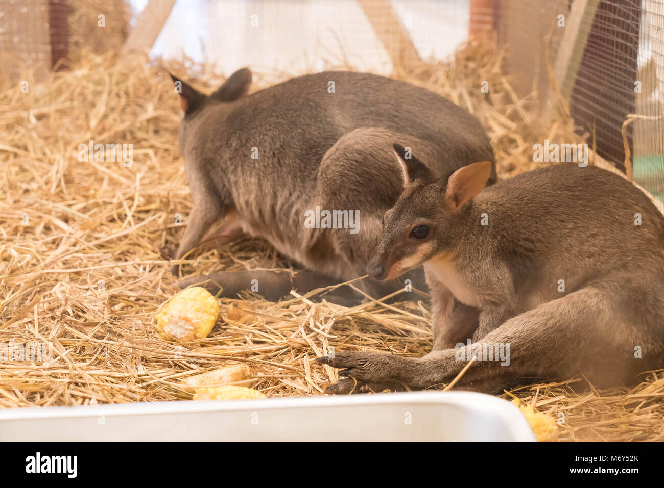 Mini kangaroo hi-res stock photography and images - Alamy