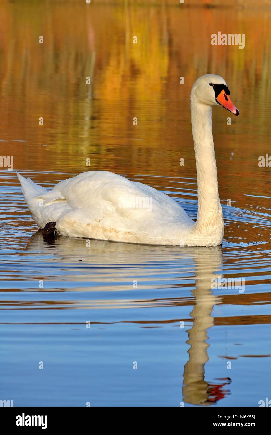 White swan floating Stock Photo - Alamy