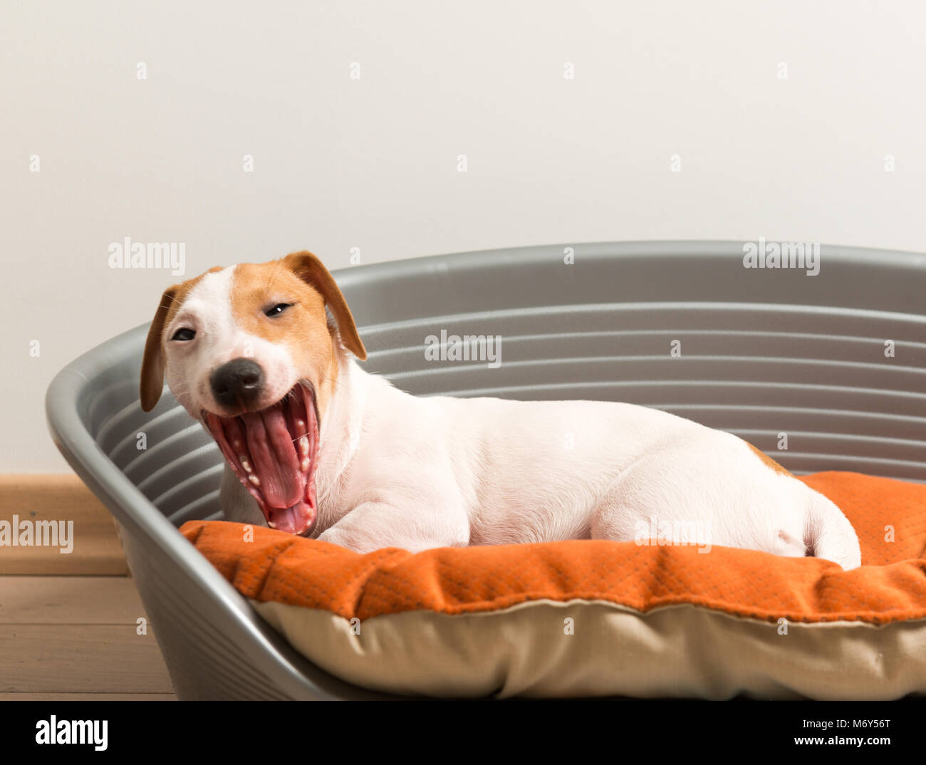 Yawn. Little Cute Jack Russell Terrier Lying Calm on Luxury Dog Bed ...