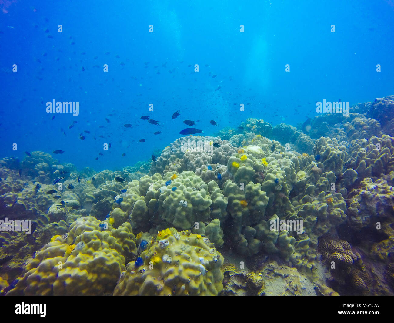 Young coral reef formation on sandy sea bottom. Deep blue sea ...