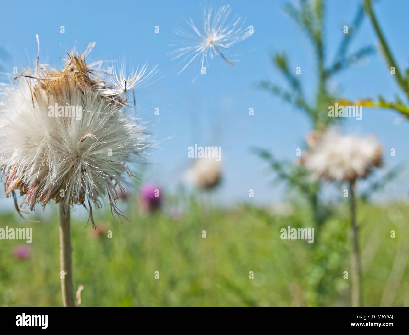 Closeup flying seeds Stock Photo - Alamy
