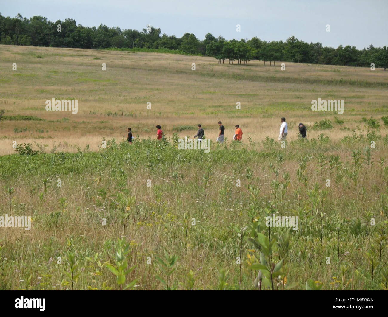 A walk in the meadow Stock Photo - Alamy
