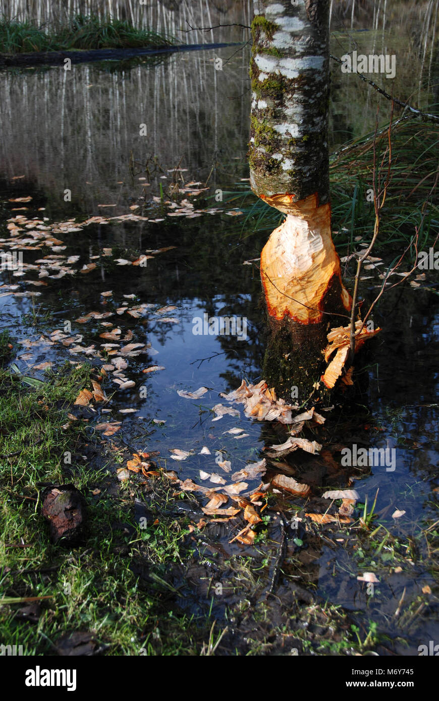 animals beavers chew tree Stock Photo - Alamy