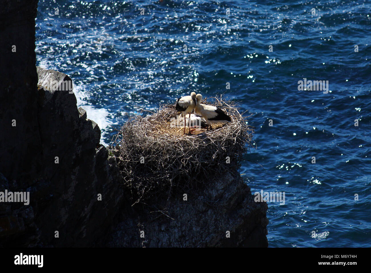 Storks nesting on a rock Stock Photo - Alamy