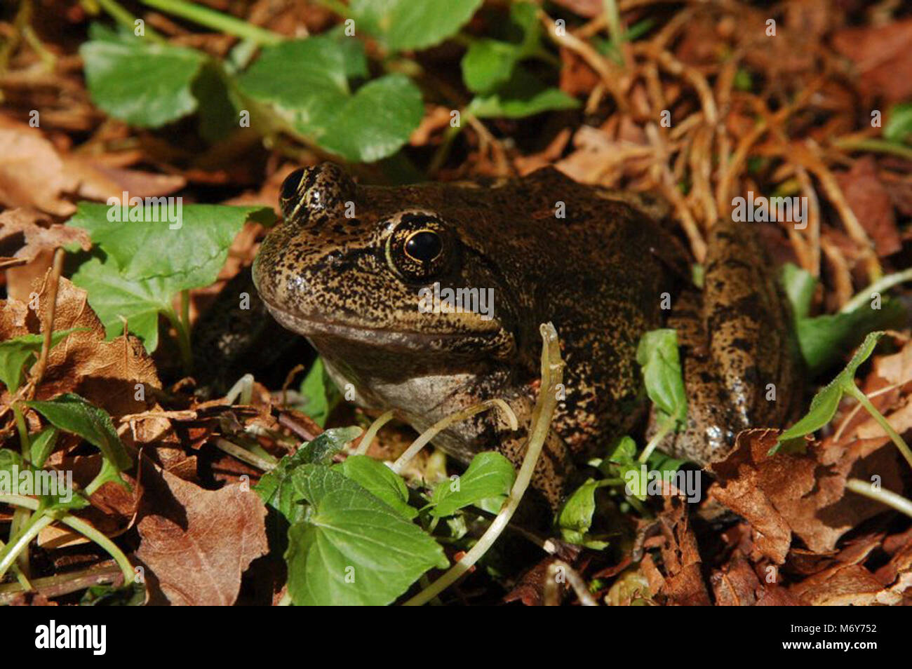 animals frogs Stock Photo - Alamy