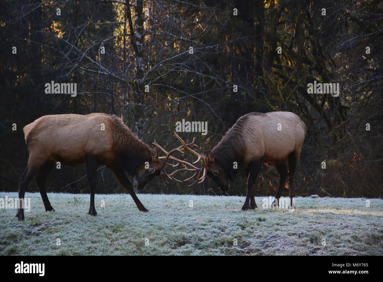 animals mammals male Elk Battle rut Stock Photo - Alamy