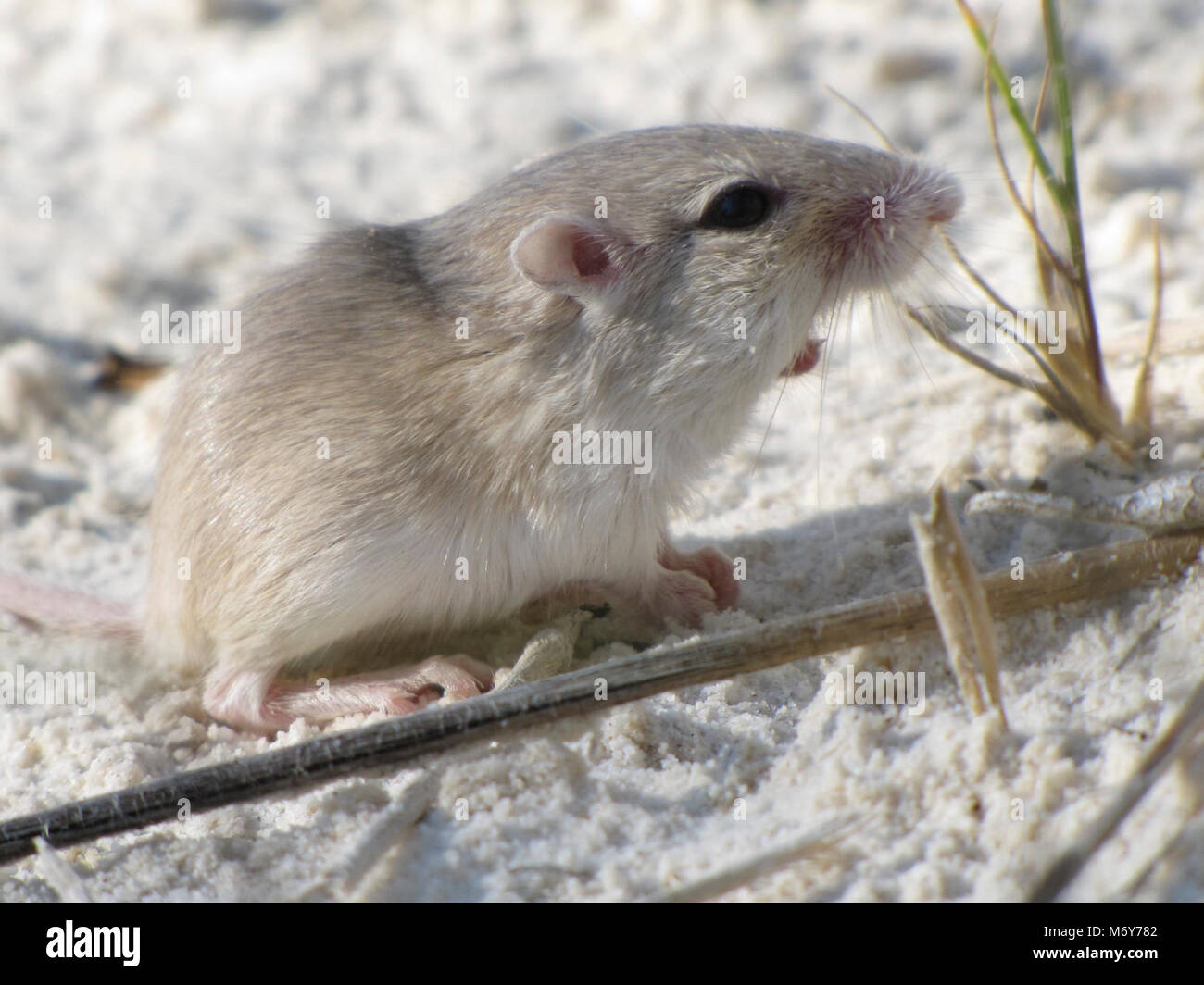 Apache Pocket Mouse Stock Photo - Alamy