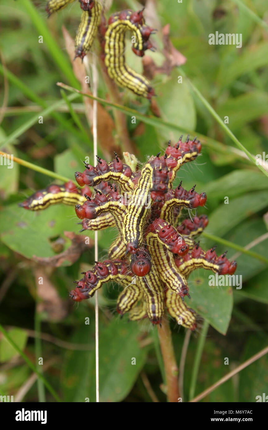 Azalea Caterpillars Stock Photo - Alamy