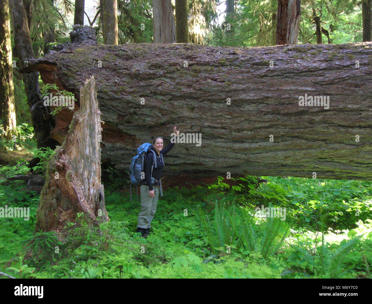 backpacker down tree forest Stock Photo - Alamy