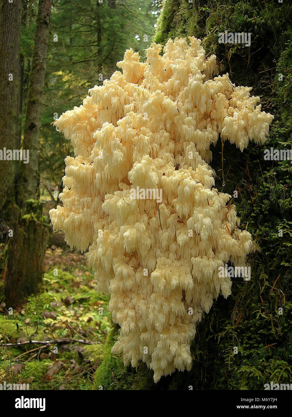 Bear's head tooth mushroom Stock Photo - Alamy