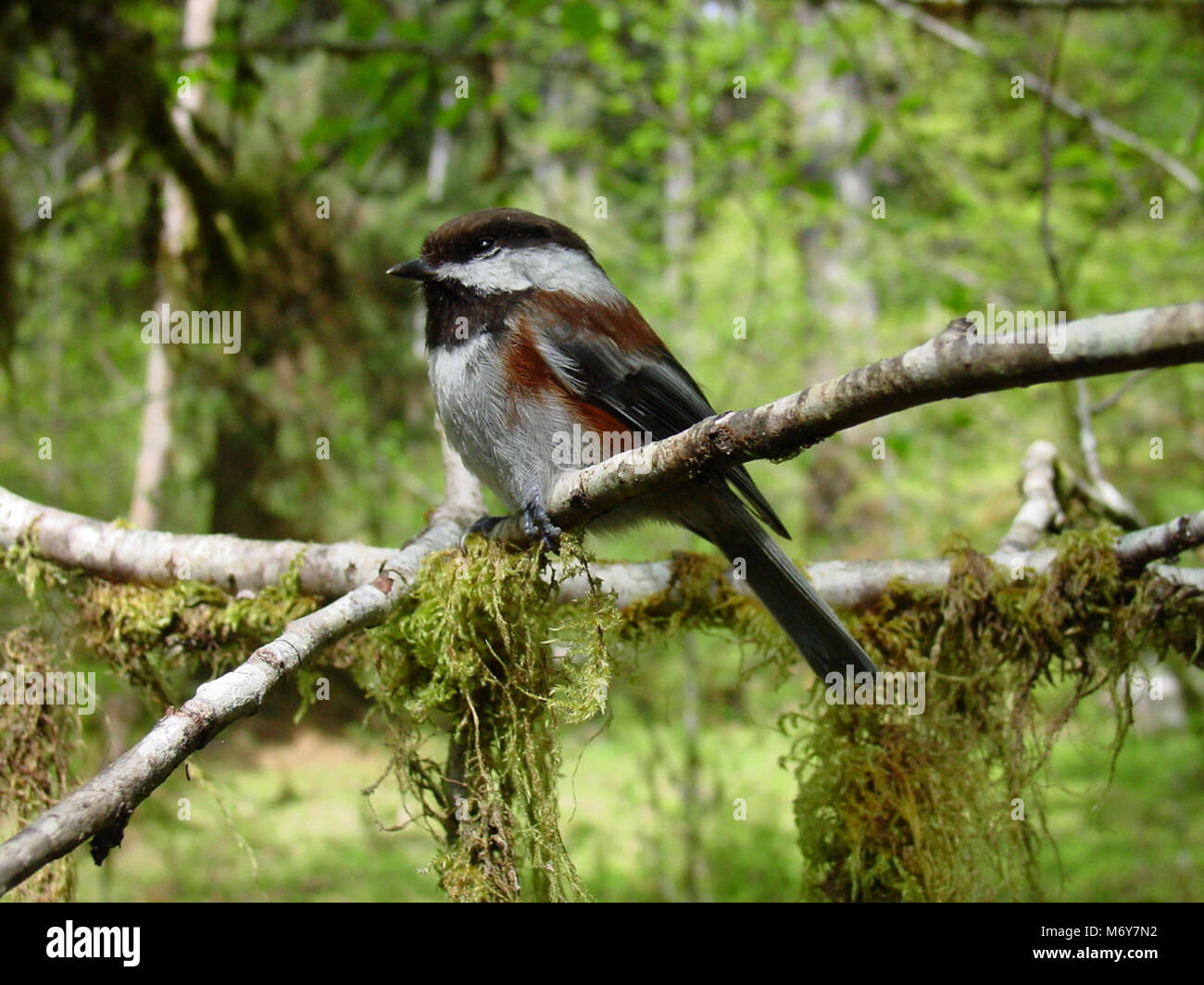 birds chickadee Stock Photo - Alamy
