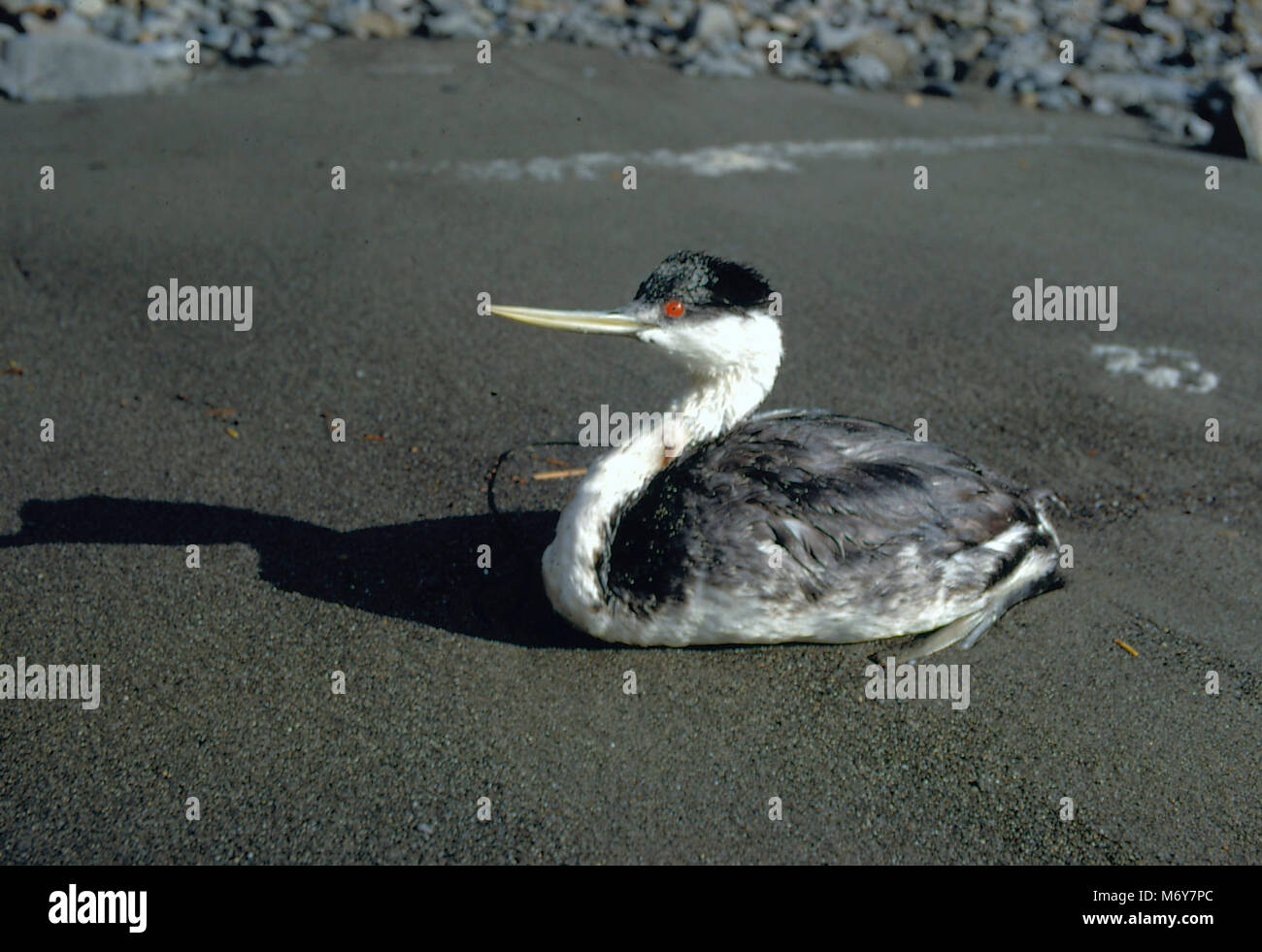 Birds western grebe beach Stock Photo - Alamy