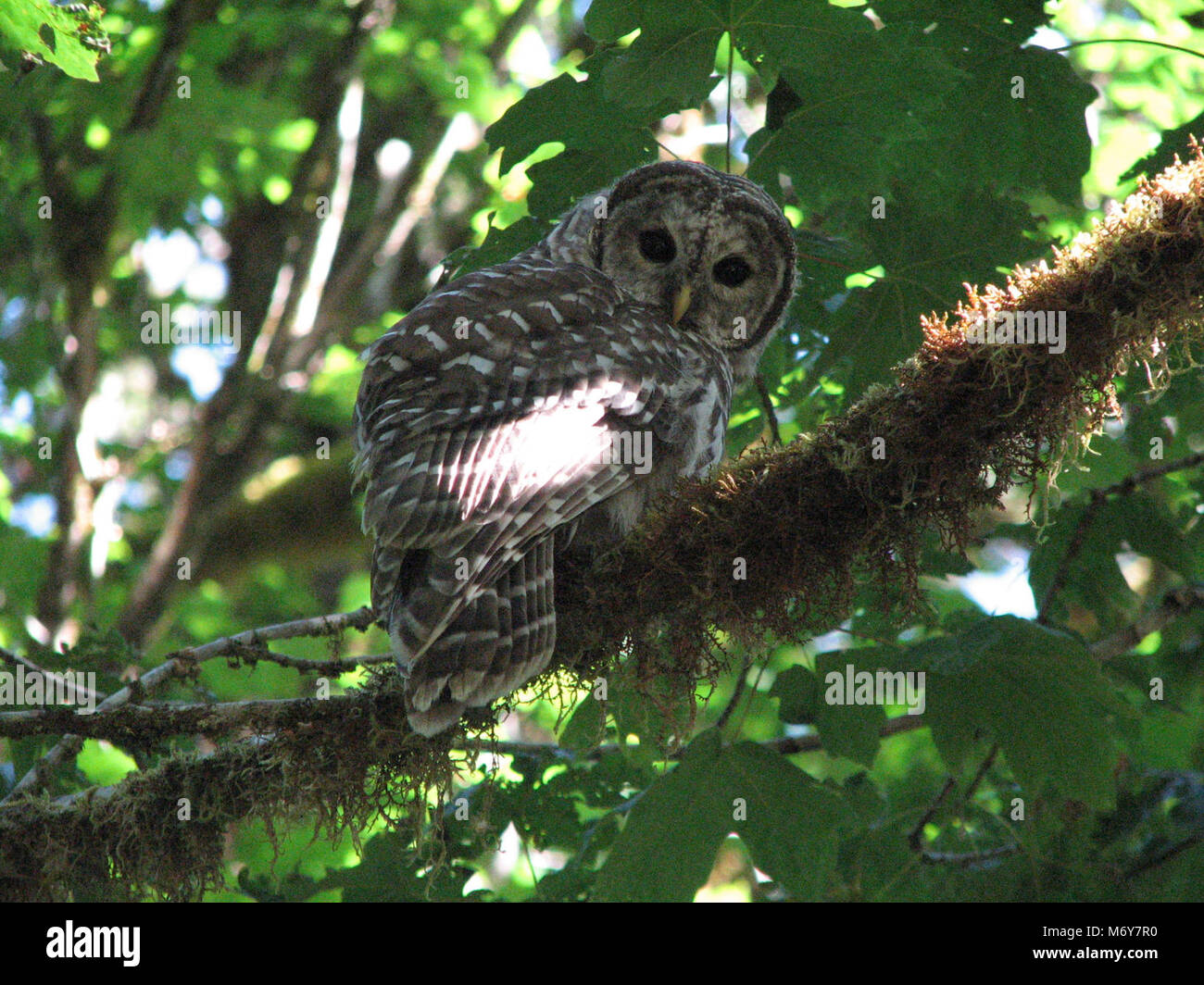 Barred owl in state park hi-res stock photography and images - Alamy